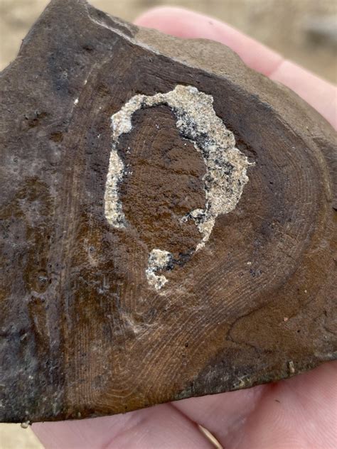 Is It Possible That These Rings Are From A Tree Or Is It Just How The Rock Formed R Fossilid