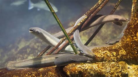 La Anguila Europea Está En Peligro De Extinción En España Mientras