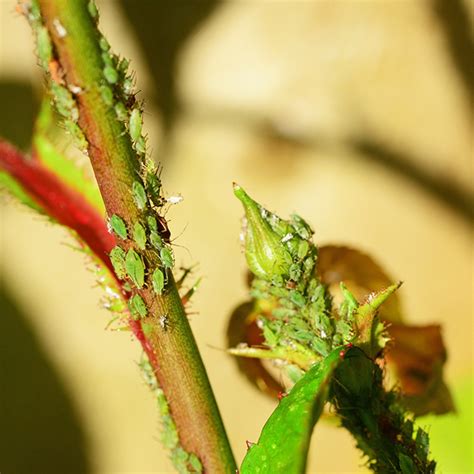 Adios Aphids How To Identify And Get Rid Of Aphids Flower Power