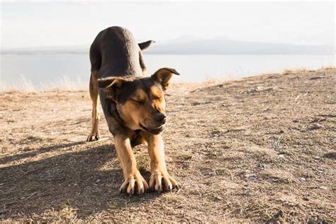 Understanding Canine Body Language