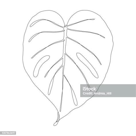 몬스테라 스위스 치즈 식물 잎 편집 가능한 획으로 연속 선 그리기 0명에 대한 스톡 벡터 아트 및 기타 이미지 0명 검은색 드로잉 Istock