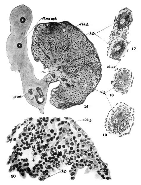 Paper Origin Of The Sex Cells In Man Embryology
