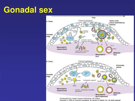 PPT UROGENITAL TRACT Male Development PowerPoint Presentation ID 3747710