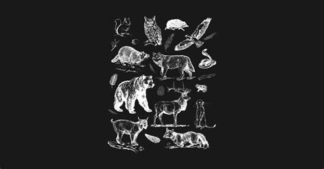Types Of Forest Animals Nature Wildlife Woodland Graphic Types Of