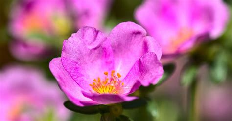 Portulaca Planting And Care Guide The Garden Magazine