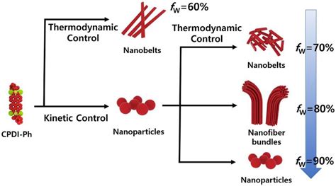 Schematic Representation Of The Morphological Transformation Of Cpdi Ph