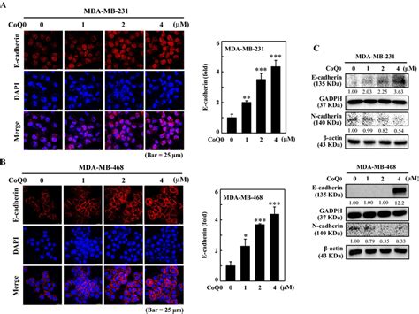 Coq0 Attenuated Emt Via The Upregulation Of E Cadherin And