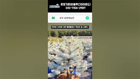 가문비 나무 은청가문비나무 특징4가지 정리 쇼츠 나무키우기 크리스마스트리 크리스마스장식 Youtube