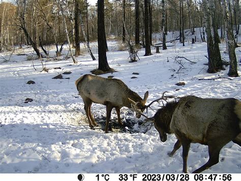 Тужийн нарсан ойн ажиглах цамхагийг тохижуулжээ