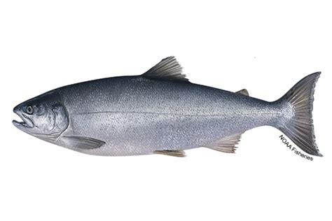 Pink Salmon Science Noaa Fisheries