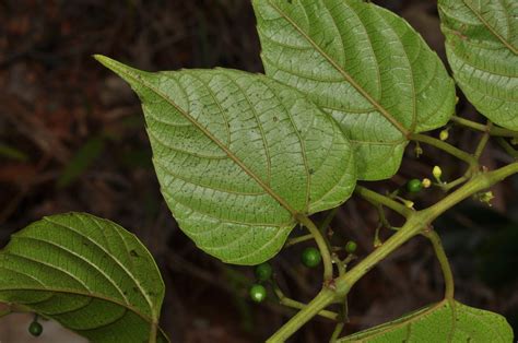 Cissus Plant2 Vitaceae