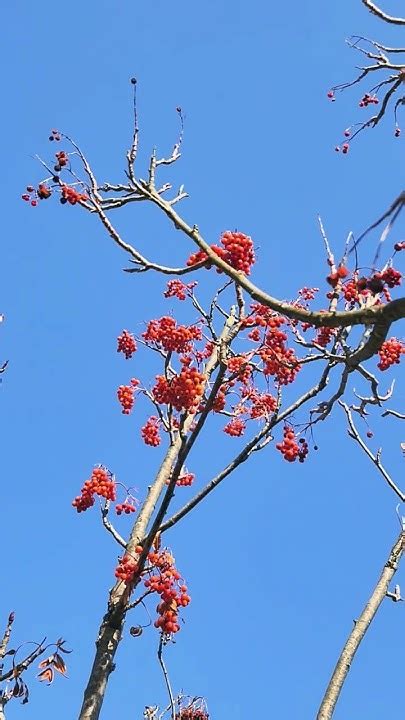 마가목 열매20241219 1259 하늘에 비친 마가목 열매가 더욱 빨갛고 탐스럽게 느껴지네요 Youtube