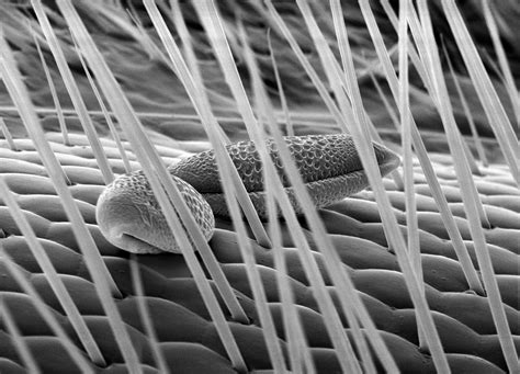 The Bee Magnified Microscopic Photography By Rose Lynn Fisher Time