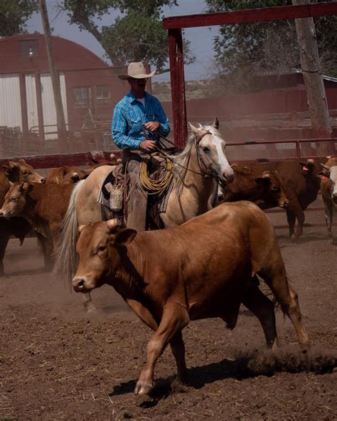 Jake And Yellow Sorting Bulls In The Corrals