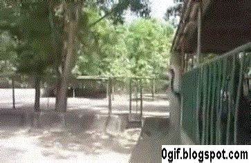 Pin By Mimou Mourad On Funny Gif Tree Funny Gif Plants