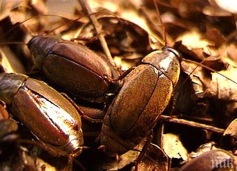 НАШЕСТВИЕ Появиха се невиждани досега огромни хлебарки Информационна агенция ПИК