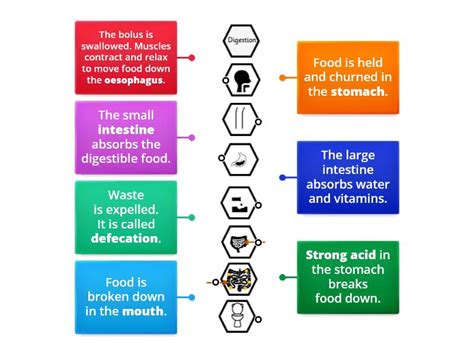 Cusp Digestion Lesson 4 Labelled Diagram