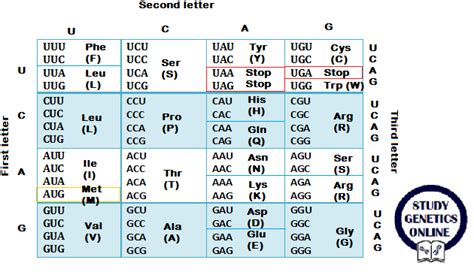 Study Genetics Online Codons
