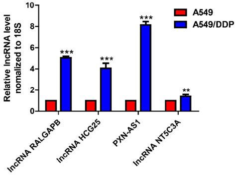 validation of lncrna expression in drug resistant nsclc cell lines by