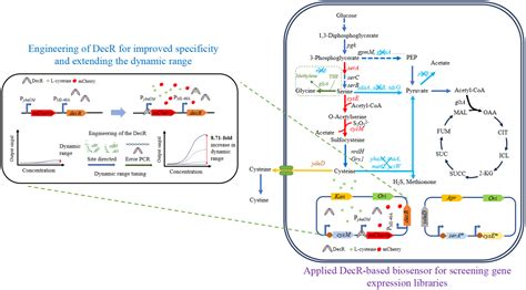 Biotechnology And Bioengineering Vol 121 No 7