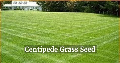 How To Sow Centipede Grass Seed Benefits And Caring Methods