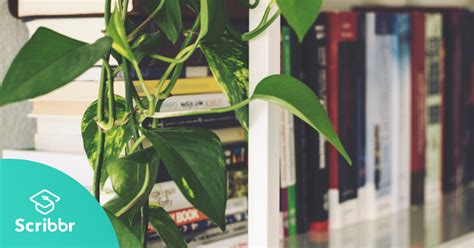 Qualitative Inhaltsanalyse Nach Mayring In 5 Schritten