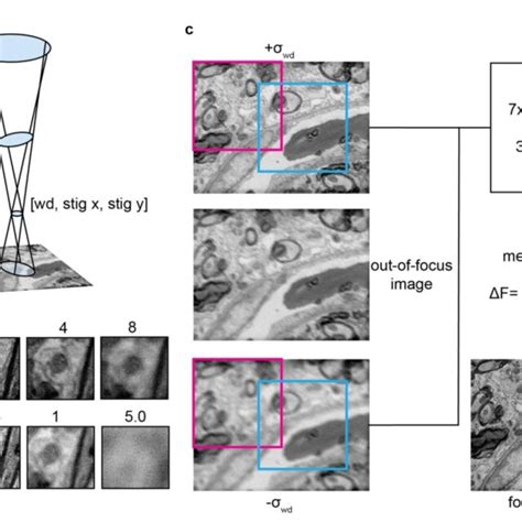 Pdf Deepfocus Fast Focus And Astigmatism Correction For Electron Microscopy