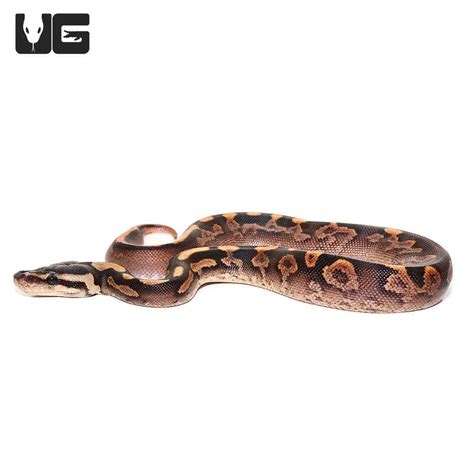 Calico Ball Python