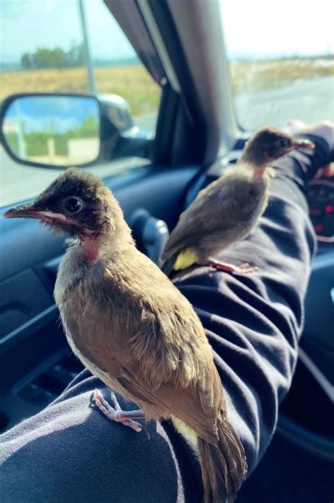 hacks decoded sara soueidan award winning ui design engineer and author mozilla hacks the