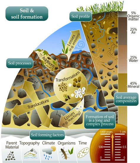 Ecosystem Complexity Soil The Relationship Of Carbon C Fluxes To