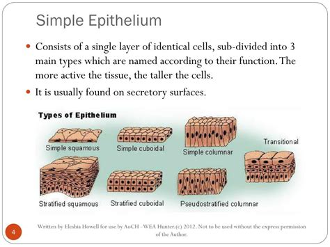 Ppt Understanding Tissue Organization In The Human Body Types And