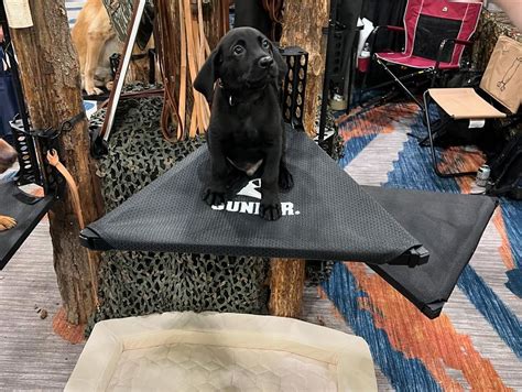 Singleton Game Calls Added A New Photo Singleton Game Calls