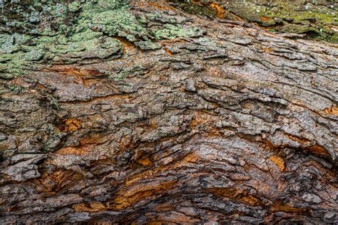 Tree Cortex Detailed Close Up Stock Photo Image Of Cortex Landscape 206494450
