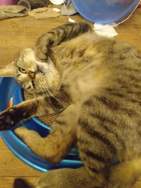 Meow Catnip High Rcats