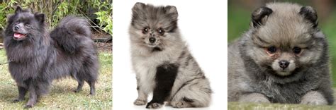 포메라니안 종류 18가지 털 색깔과 무늬로 구분해요 비마이펫 라이프