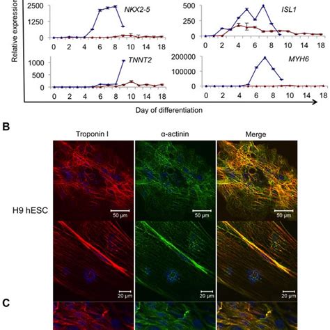 Intracytoplasmic Flow Cytometry Analysis Of Cardiomyocyte Marker