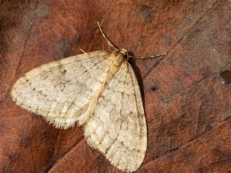 Winter Moth Butterfly Conservation