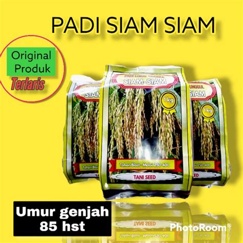Jual Benih Padi Unggul Benih Padi Siam Siam Benih Padi Thailand Benih Padi Lokal Benih Padi