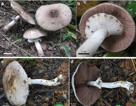 该组在我国的成员有： Apallidobrunneus 等。