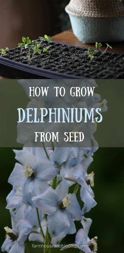 How To Grow Delphiniums From Seed Artofit
