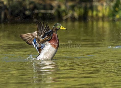 Canard Masculin De Canard Secouant Des Ailes Photo Stock Image Du
