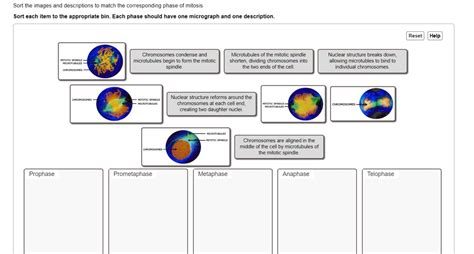 [get answer] sort the images and descriptions to match the