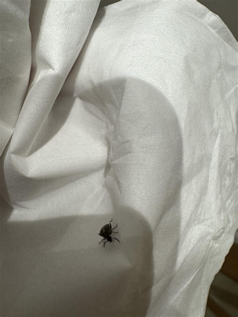 Bug Identification Rinsects