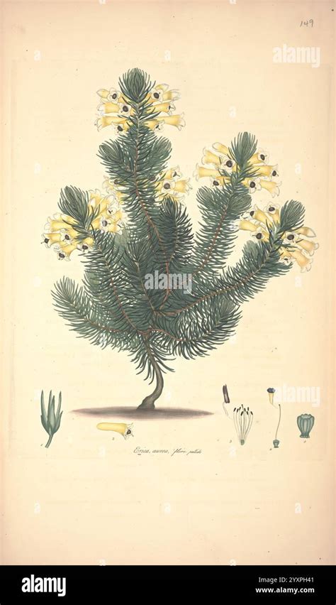 England History Etching 19th Century Erica Ericaceae Hand Hi Res Stock