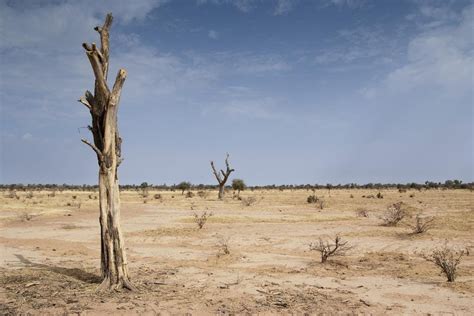 Desertification Due To Deforestation By Nymul Islam Medium
