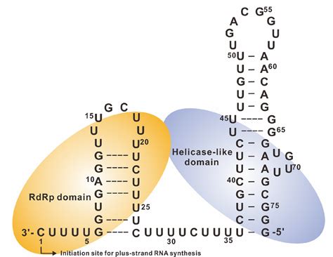 Figure 3 From The Functional Roles Of The Cis Acting Elements In Bamboo Mosaic Virus Rna Genome