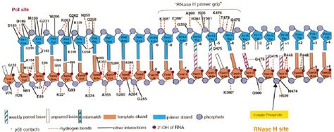 The Sequence And Numbering Scheme Of The RNA DNA PPT And The Download Scientific Diagram