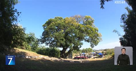 수백 년 마을 지킨 팽나무 천연기념물 지정