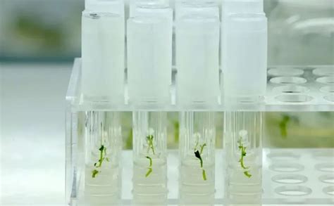 China Developments In New Technology For Virus Detection In Just 5 Minutes Potatopro