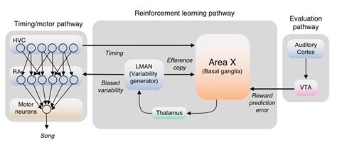 Computational Model Of Sequence Learning Fee Lab